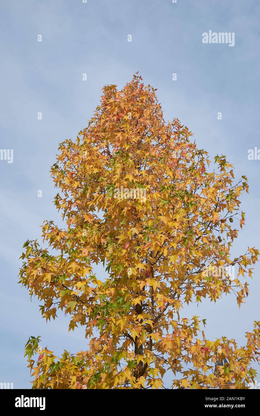 colorful foliage of Liquidambar styraciflua tree in autumn Stock Photo ...
