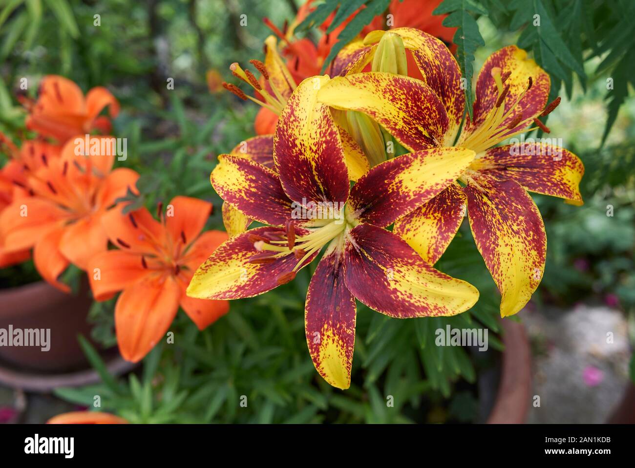 Lilium plant pot hi-res stock photography and images - Alamy