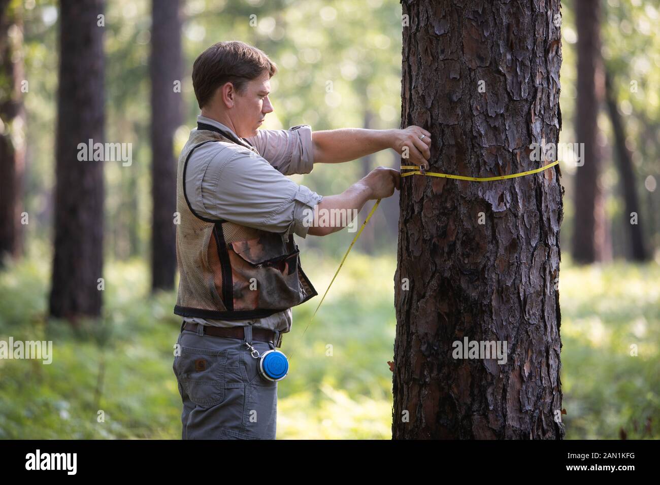 Land/Forest management in South Carolina Stock Photo - Alamy