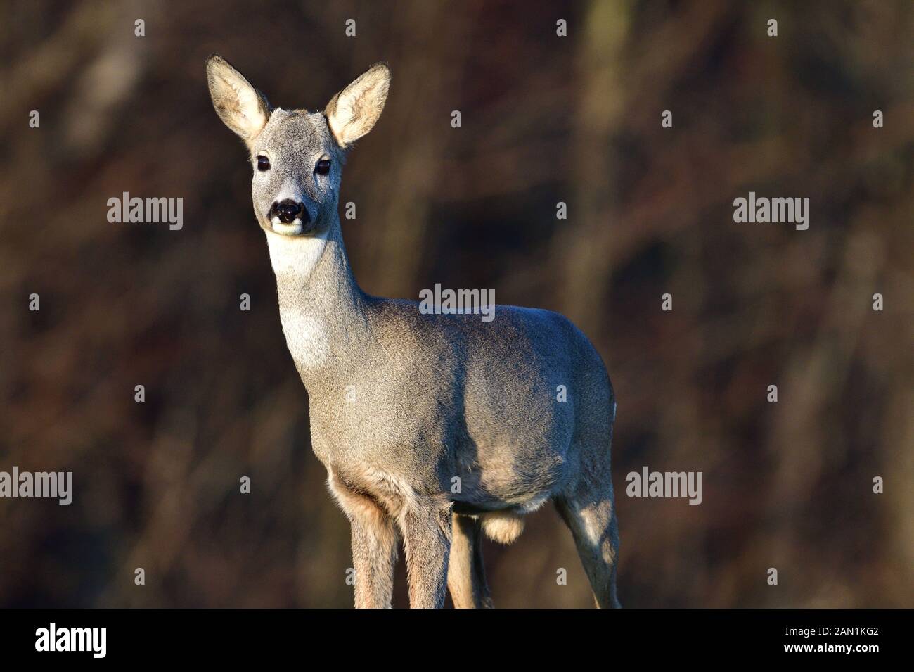 Young roe deer with without antler watching on the enemy on meadow ...