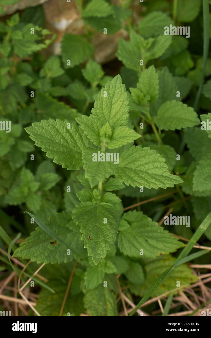 fresh leaves and flowers of Melissa officinalis Stock Photo - Alamy
