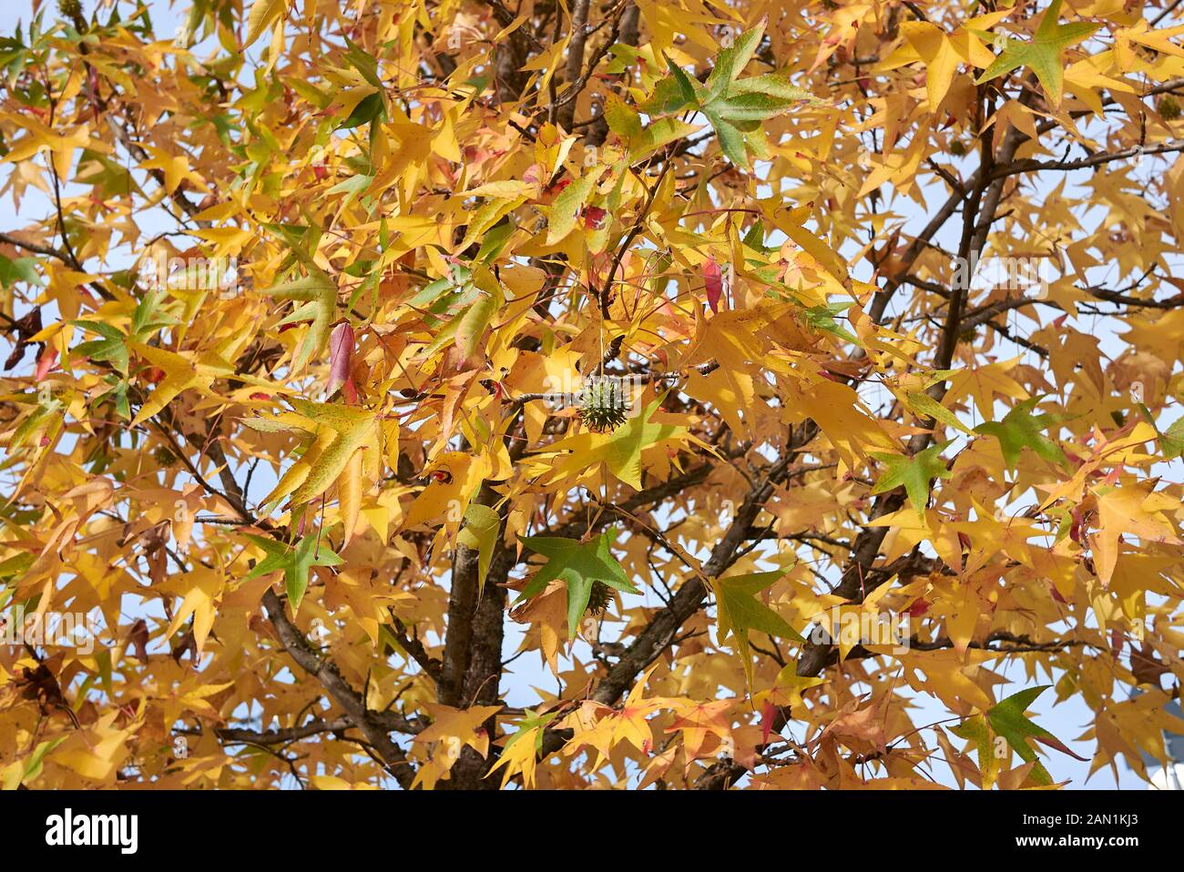 Liquidambar Styraciflua Autumn High Resolution Stock Photography and Images - Alamy
