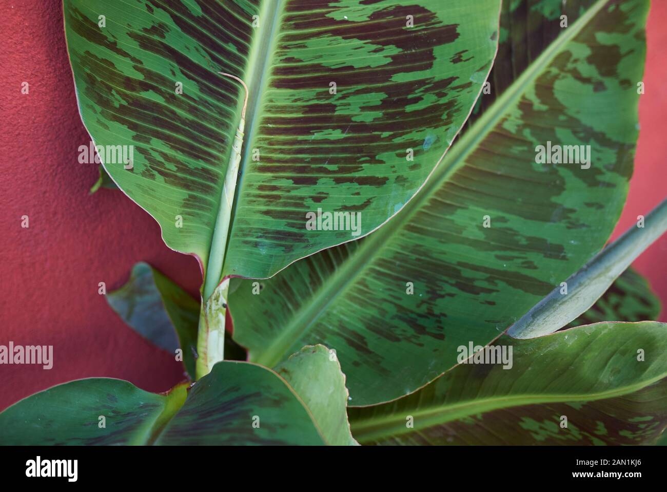 Musa acuminata hi-res stock photography and images - Alamy
