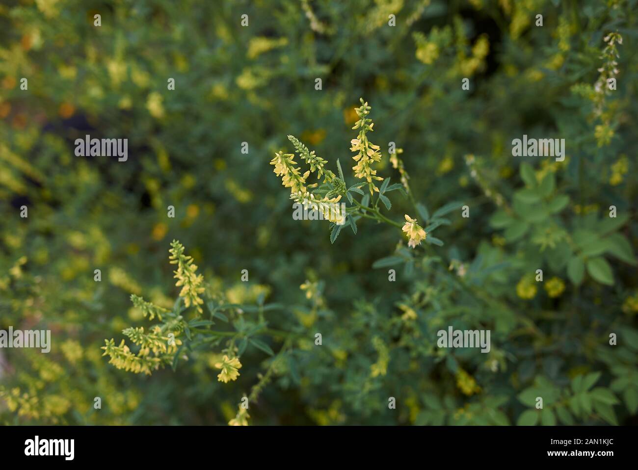 Yellow sweet clover in bloom hi-res stock photography and images - Alamy