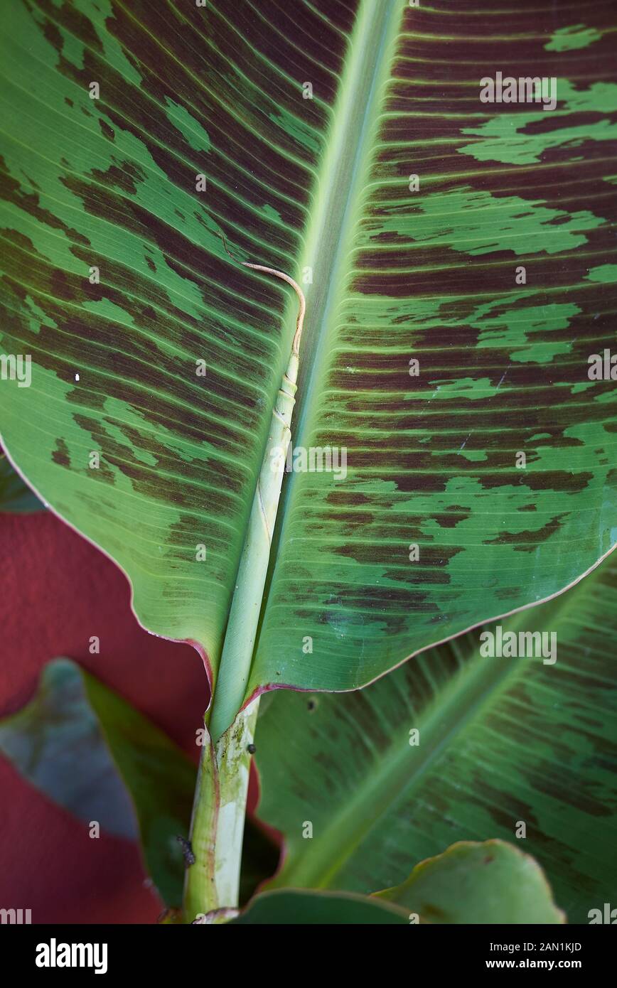 textured leaves of Musa acuminata var. zebrina Stock Photo - Alamy
