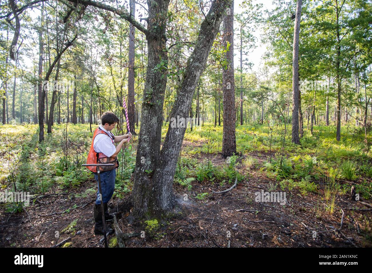 Land/Forest management in South Carolina Stock Photo - Alamy
