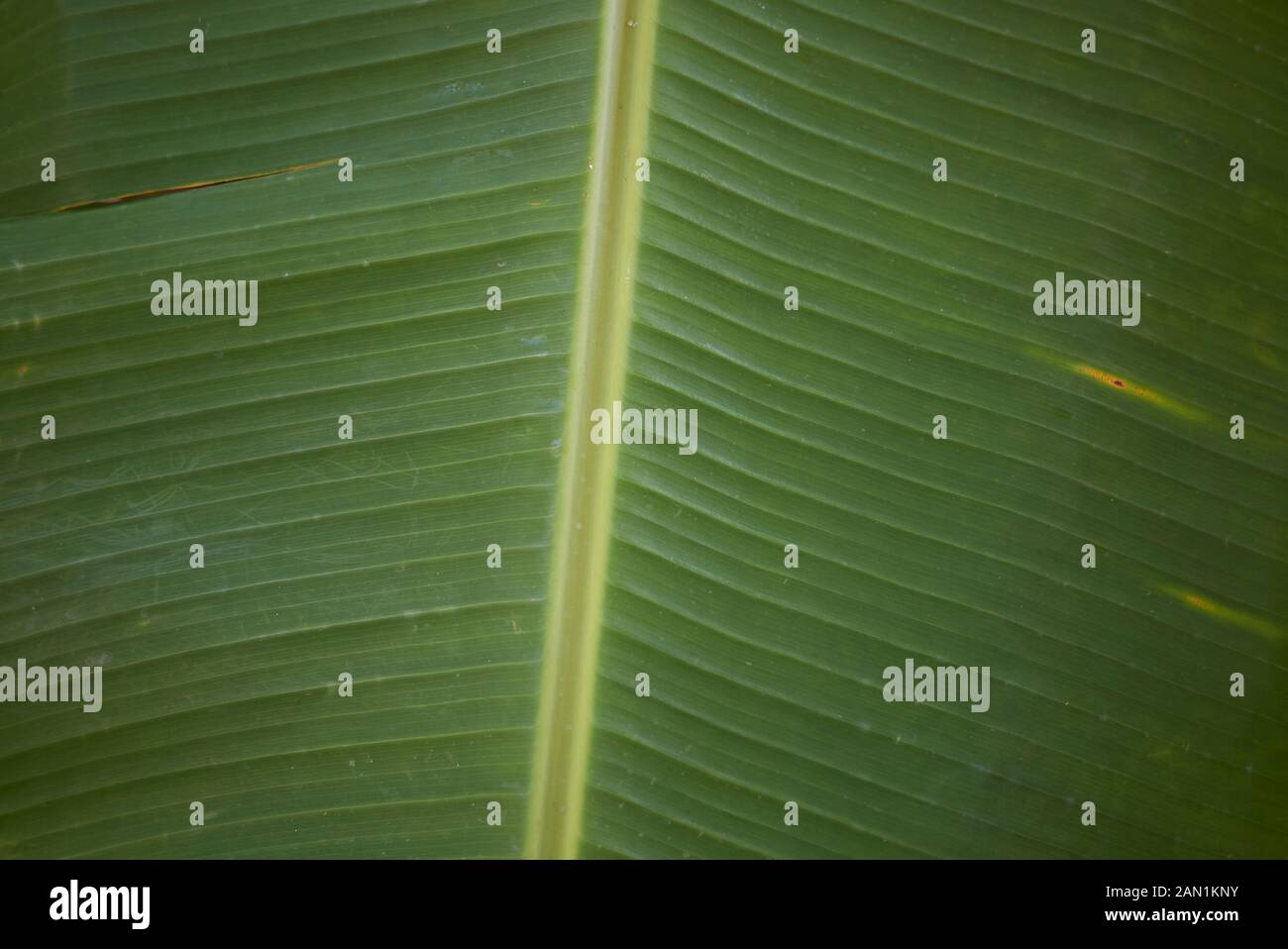 Musa banana leaf pattern hi-res stock photography and images - Alamy