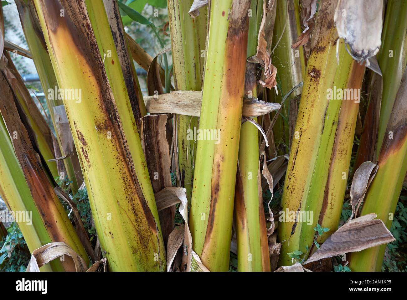 Musa plant close up Stock Photo - Alamy
