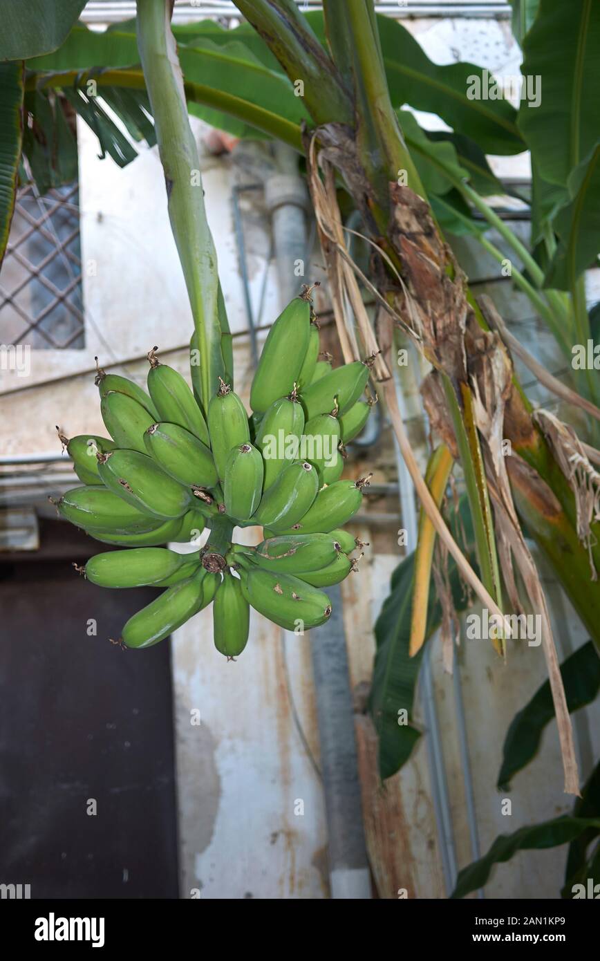 Musa plant with fresh green bananas Stock Photo - Alamy