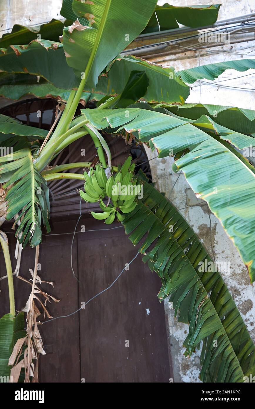 Musa plant with fresh green bananas Stock Photo - Alamy