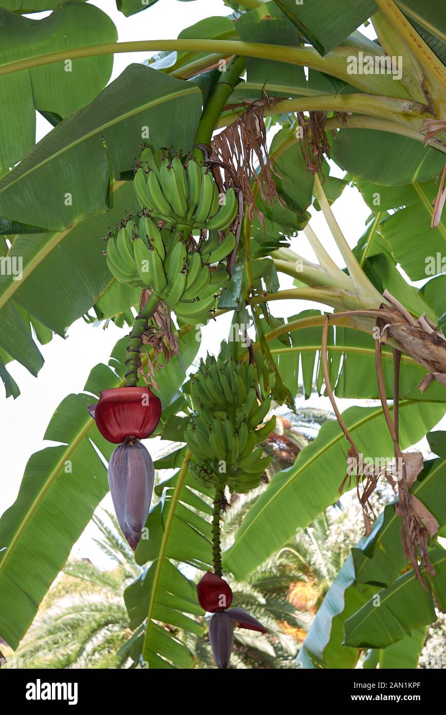 Musa plant with fresh green bananas Stock Photo - Alamy