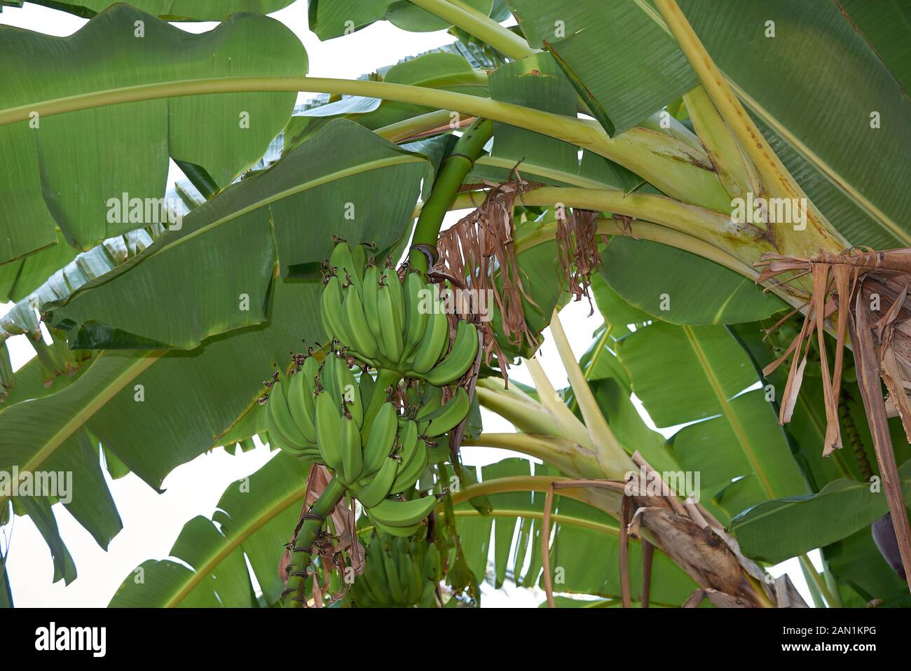 Musa plant with fresh green bananas Stock Photo - Alamy