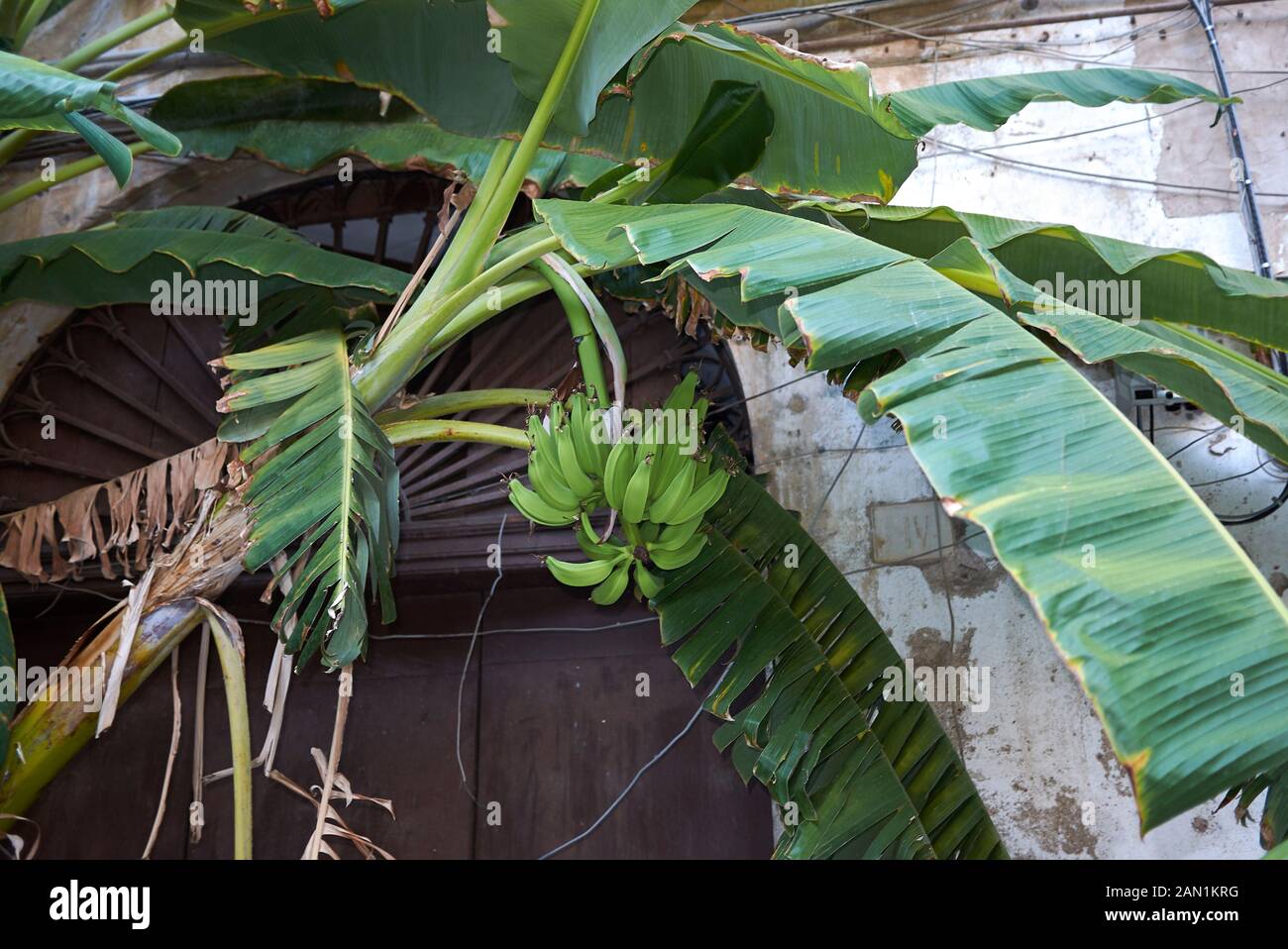 Musa plant with fresh green bananas Stock Photo - Alamy