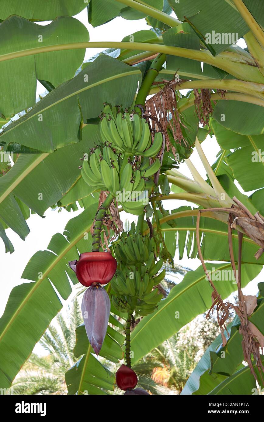 Musa plant with fresh green bananas Stock Photo - Alamy