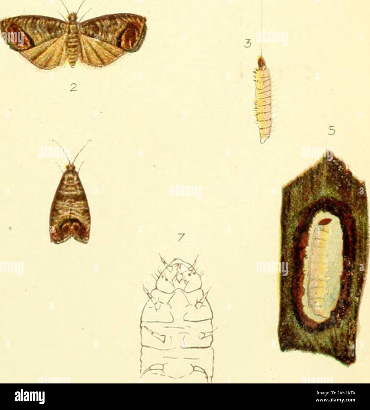 Moth attacks hi-res stock photography and images - Alamy