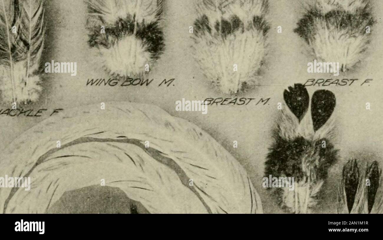 The mating and breeding of poultry Stock Photo - Alamy