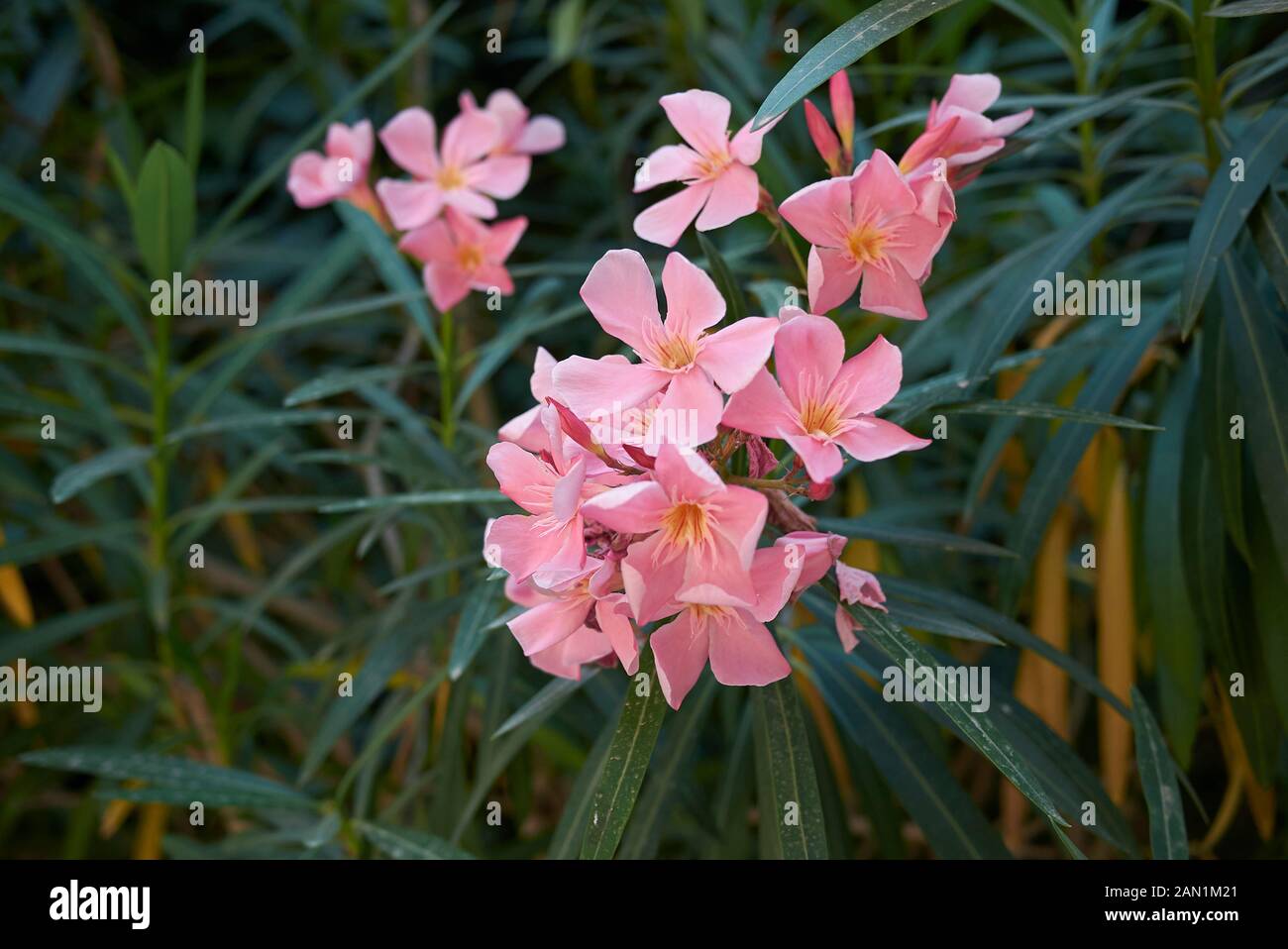 Nerium oleander with pink flowers Stock Photo - Alamy
