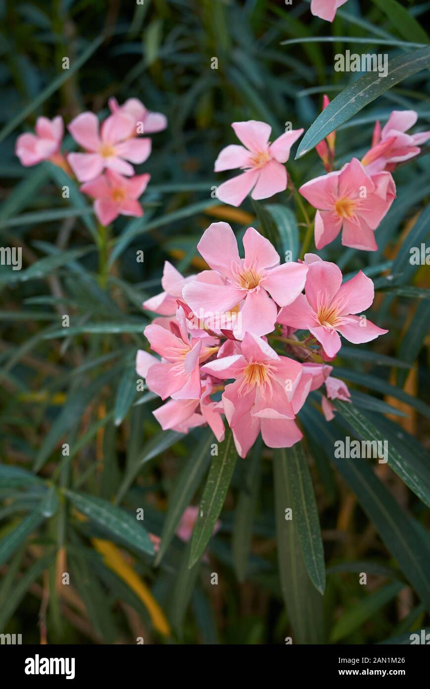Nerium oleander with pink flowers Stock Photo - Alamy