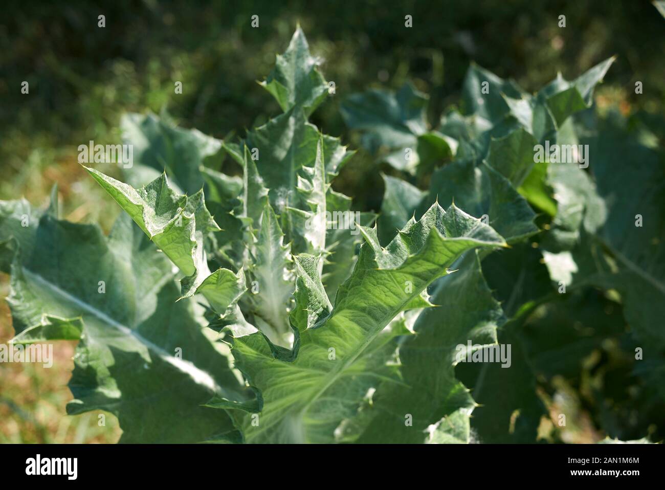 spiny leaves of Onopordum acanthium plant Stock Photo - Alamy