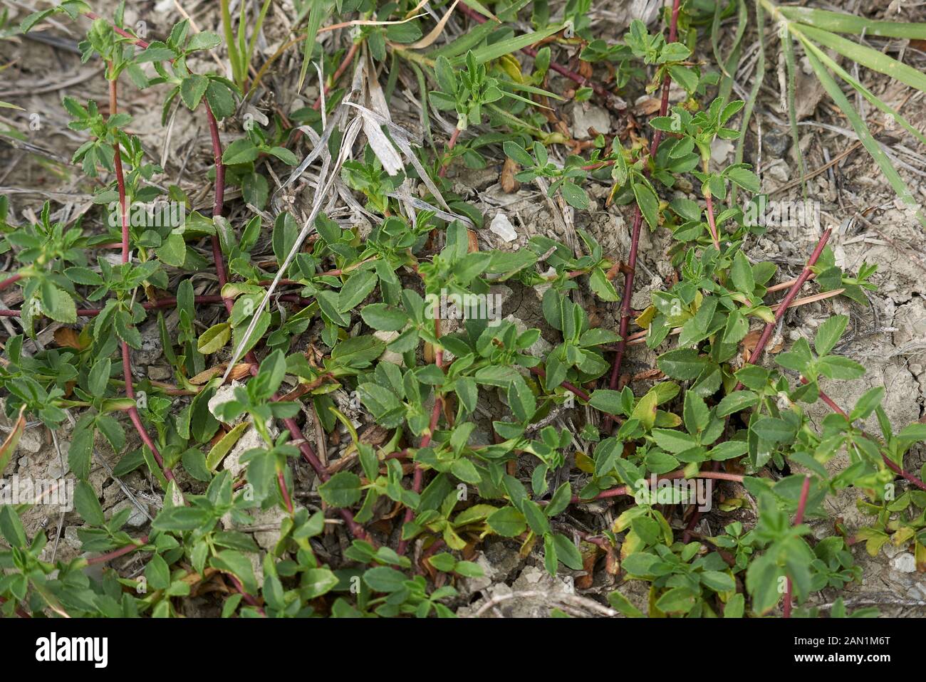 pink flowers of Ononis repens Stock Photo - Alamy