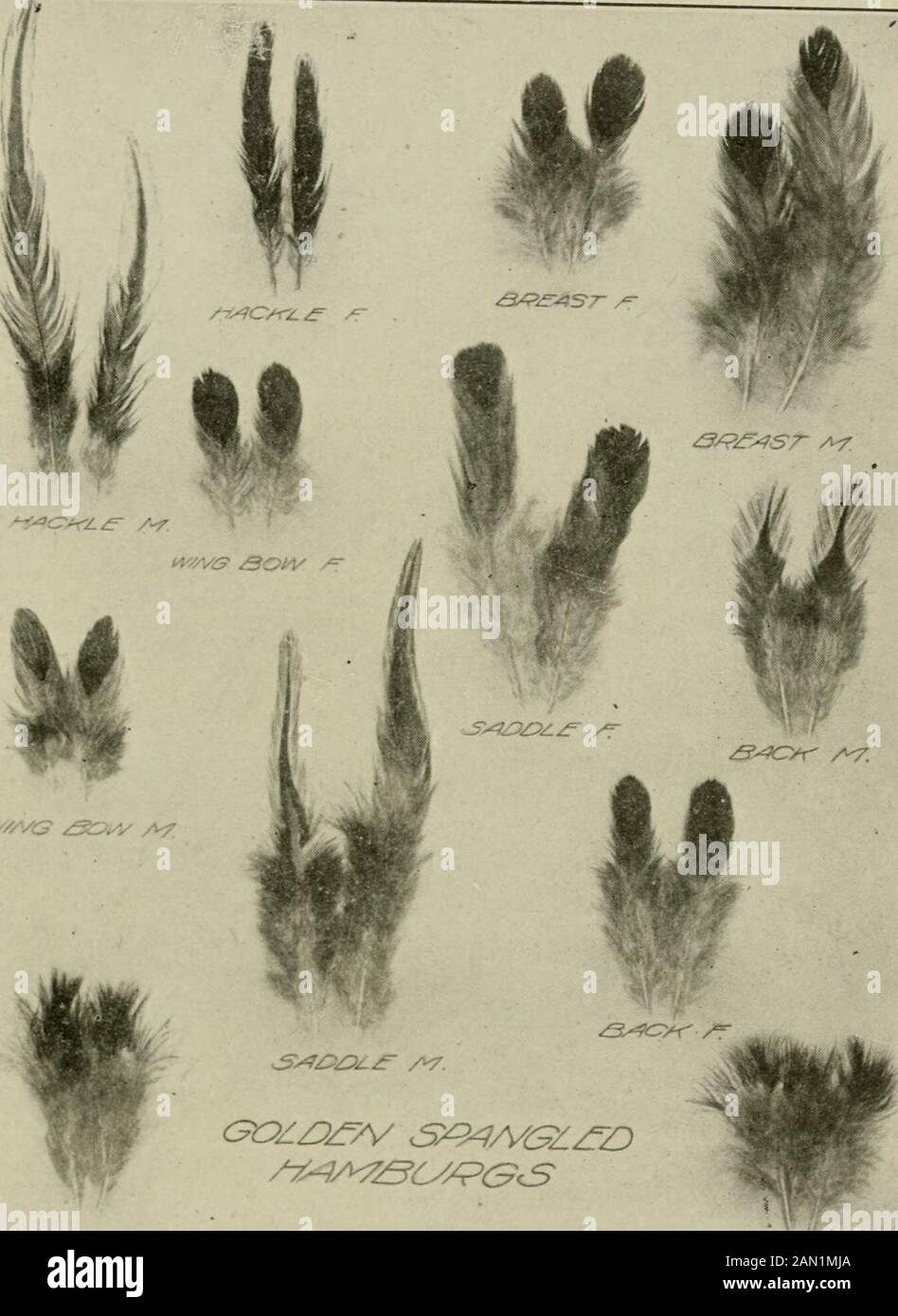 The mating and breeding of poultry . particularly in thewing feathers ...