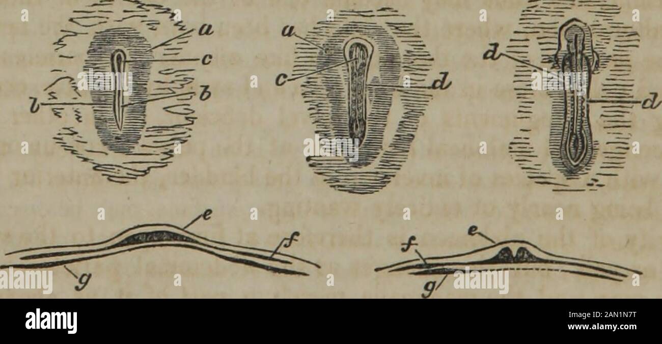 A system of midwifery . he lamince dor salesof Baer:) the canal soon ...