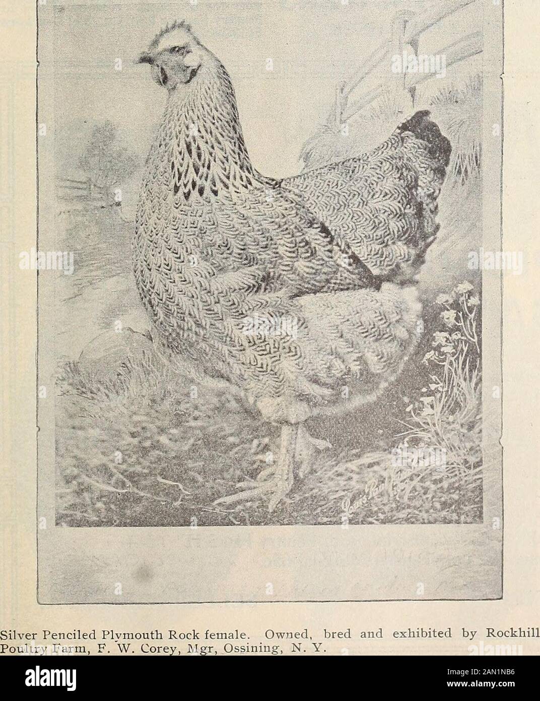 Barred plymouth rock pullets hi-res stock photography and images - Alamy