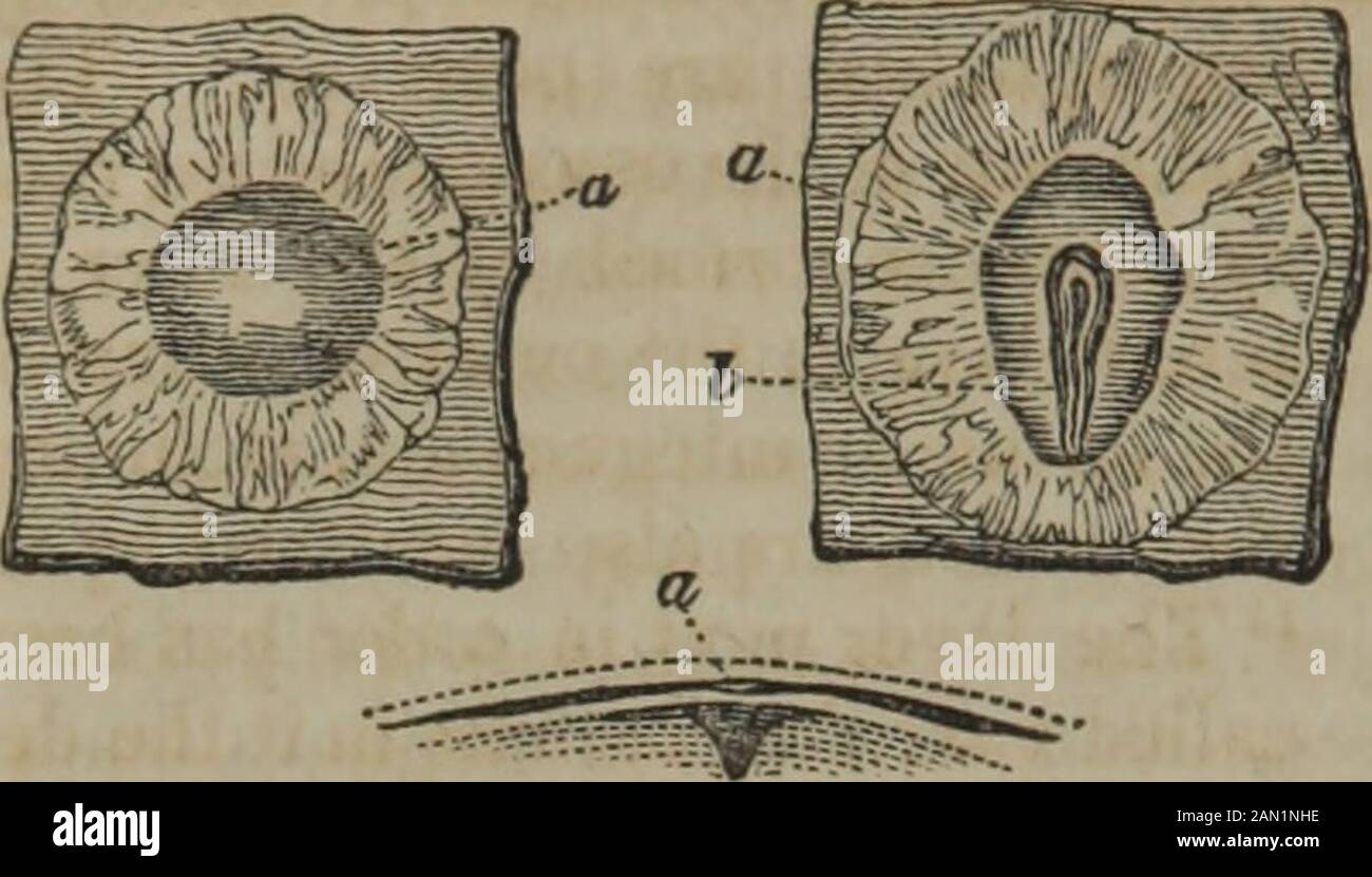 Discovereda hi-res stock photography and images - Alamy