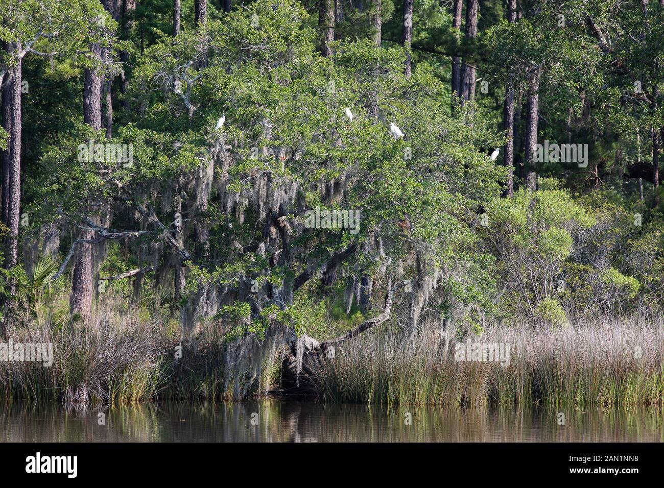 South Carolina Lowcountry marsh scenes with retention ponds for ...