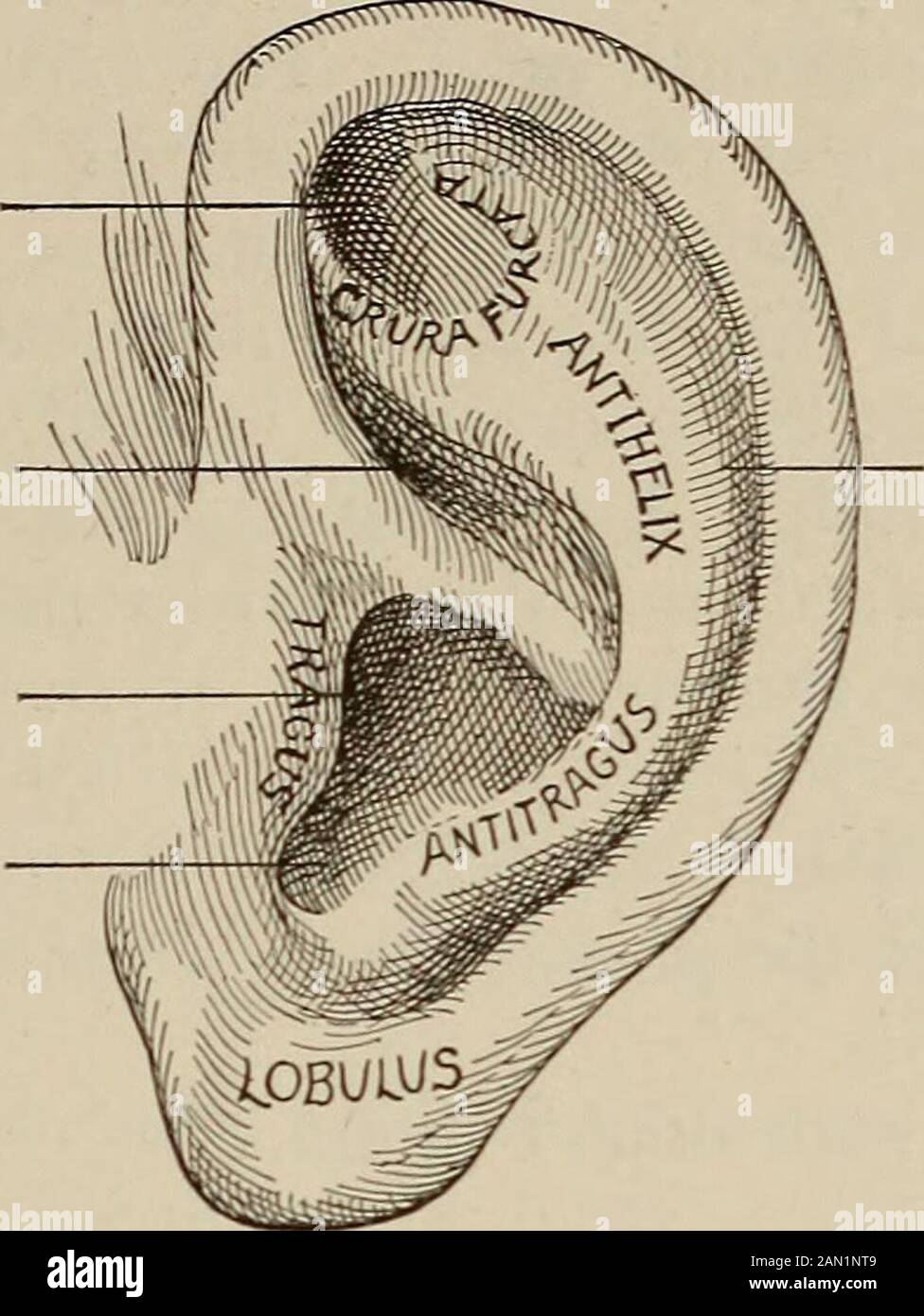 Microcephalic hi-res stock photography and images - Alamy