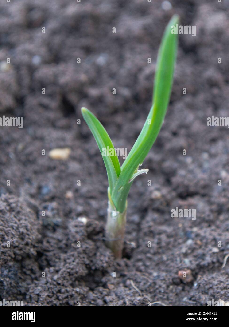Young garlic sprout growing in January in the garden, Allium sativum ...