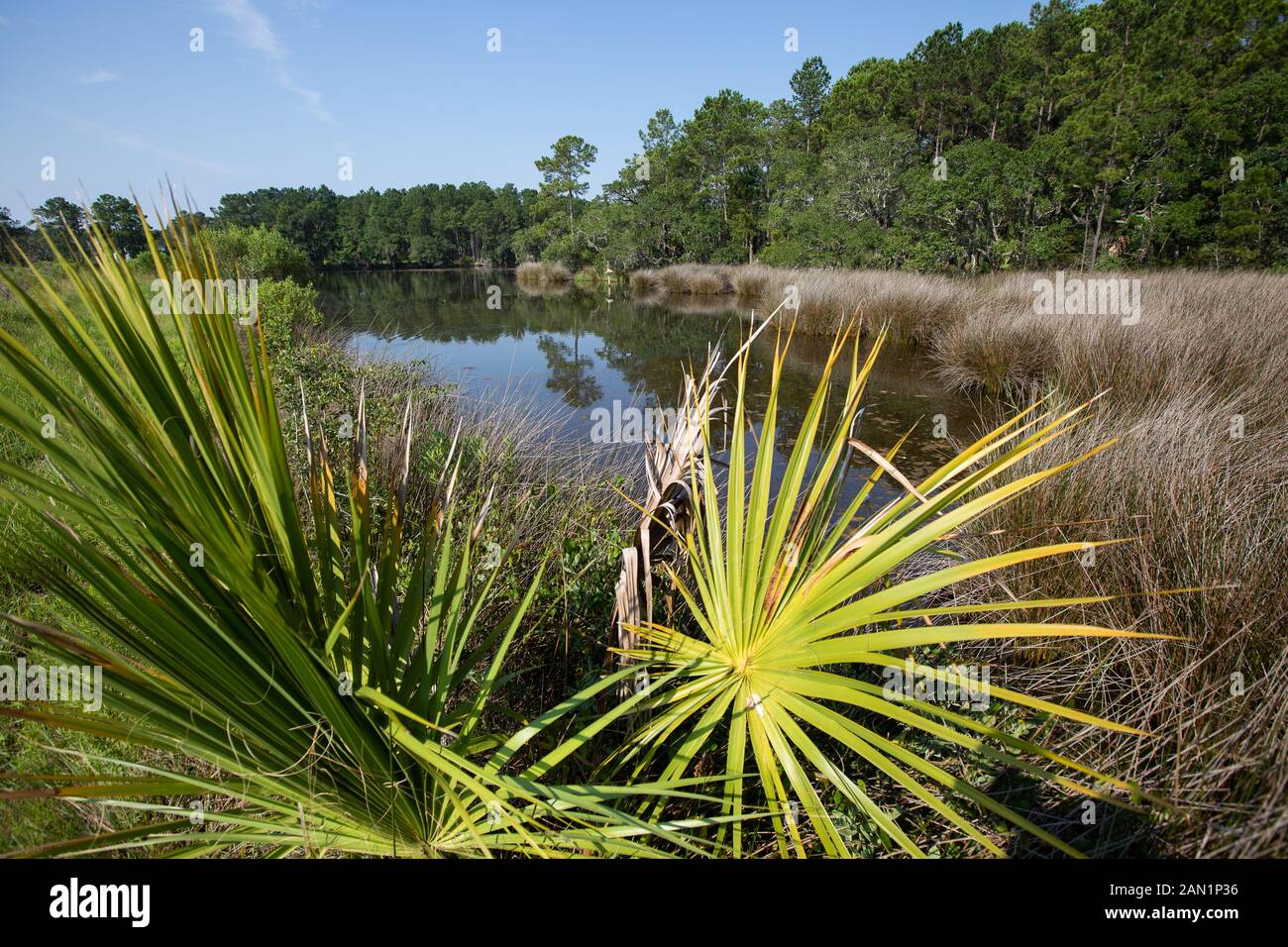 Lowcountry marsh hi-res stock photography and images - Alamy