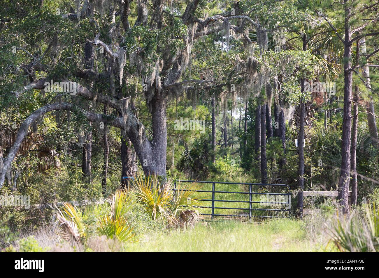 South Carolina Lowcountry marsh scenes with retention ponds for ...