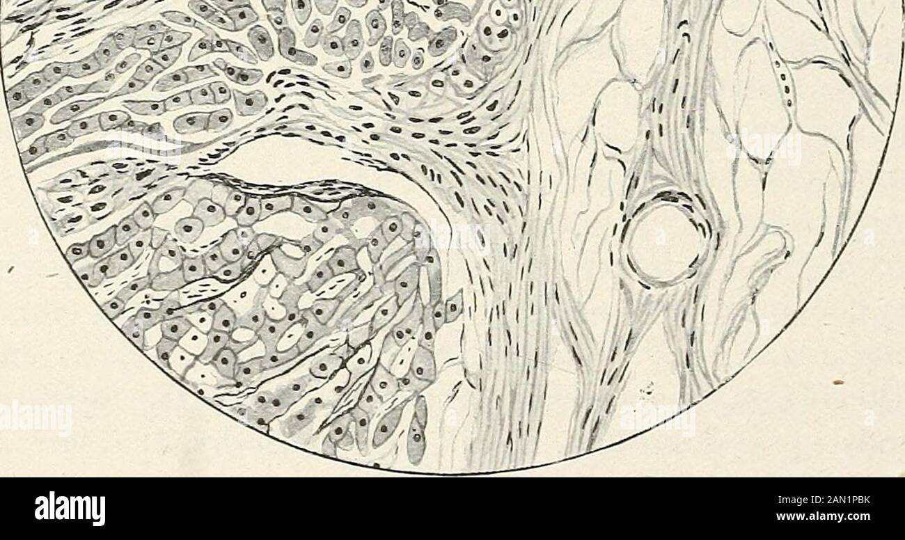 Corpus luteum hi-res stock photography and images - Alamy