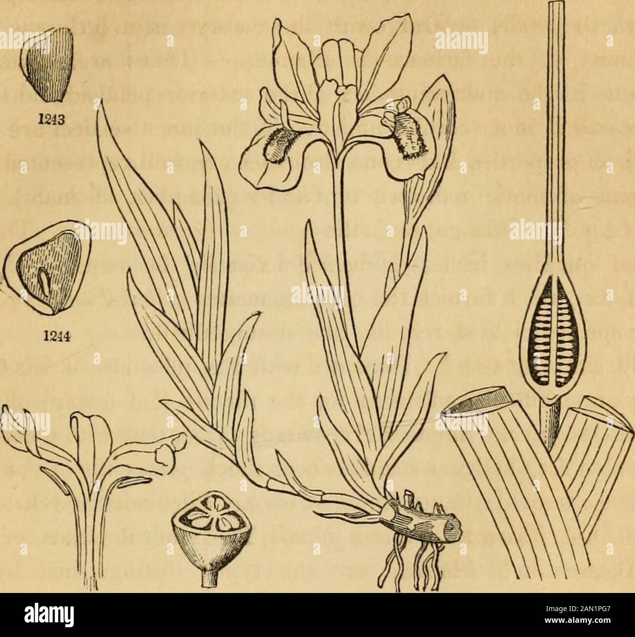 Introduction to structural and systematic botany, and vegetable ...