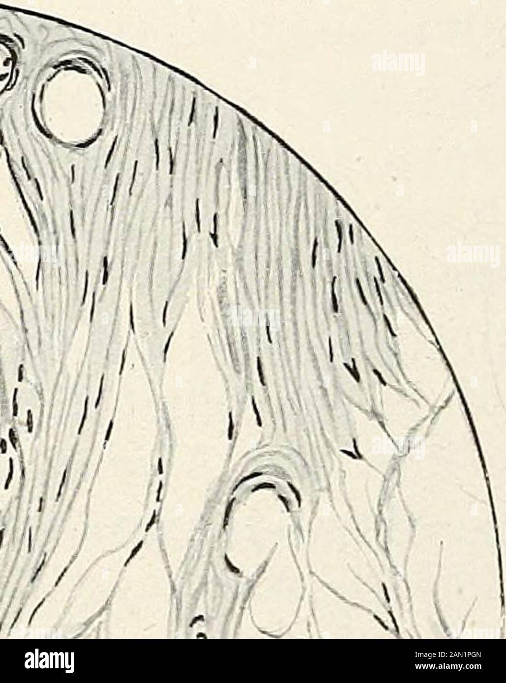 Theca layer hi-res stock photography and images - Alamy