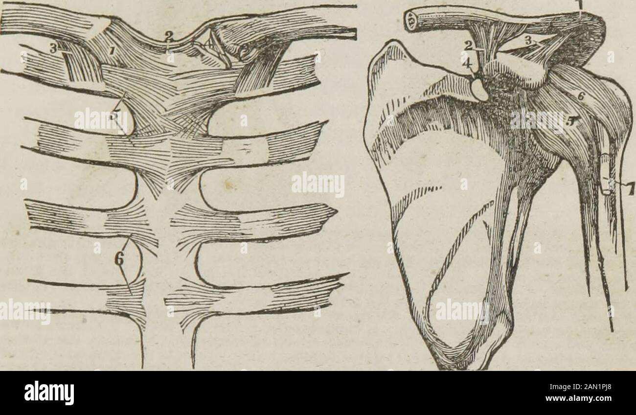 Anatomy and physiology : designed for academies and families . nectthe ...