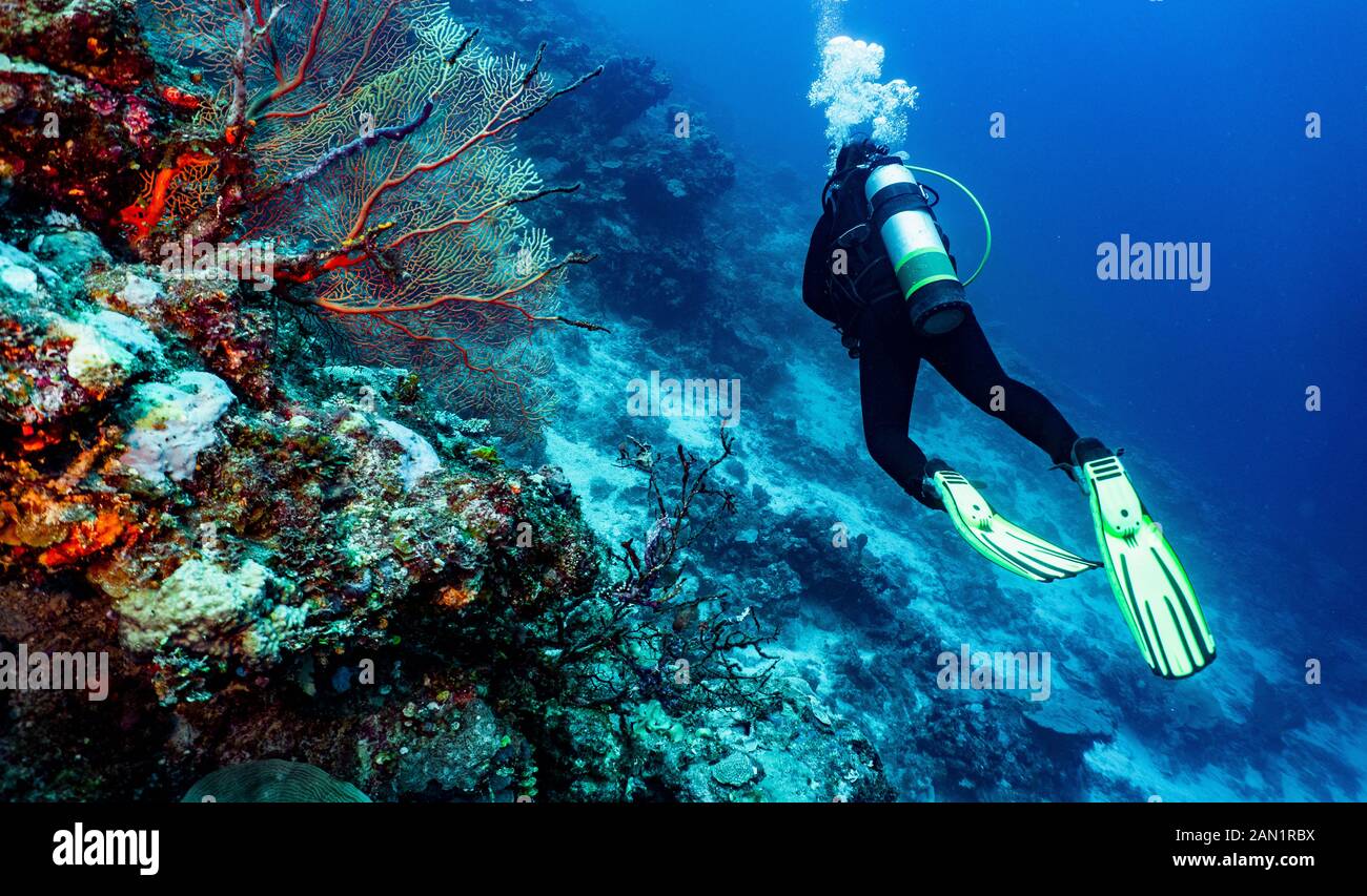 Scuba diver exploring the Great Barrier Reef in Australia Stock Photo ...