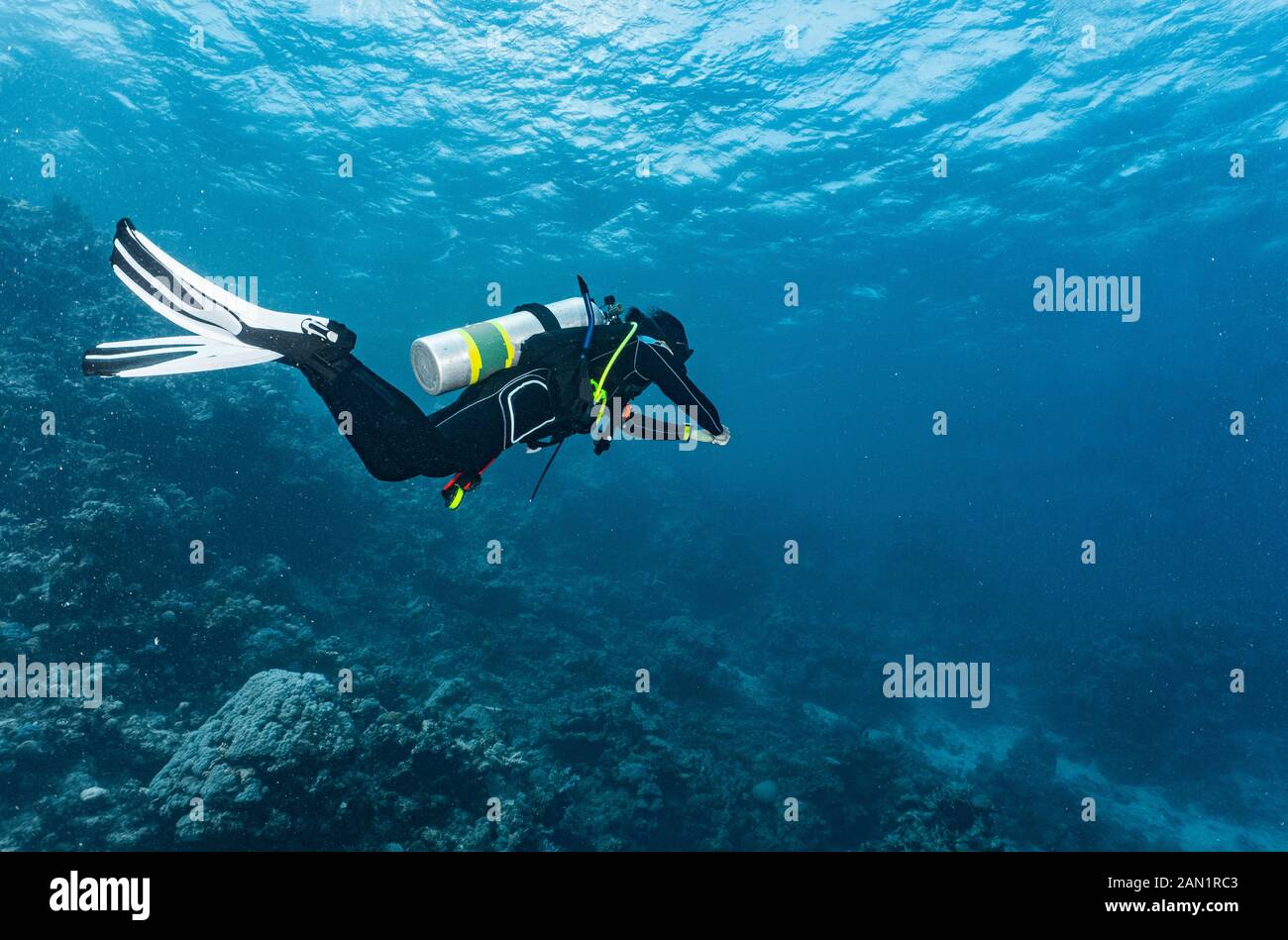 scuba diver exploring the great barrier reef in Australia Stock Photo ...