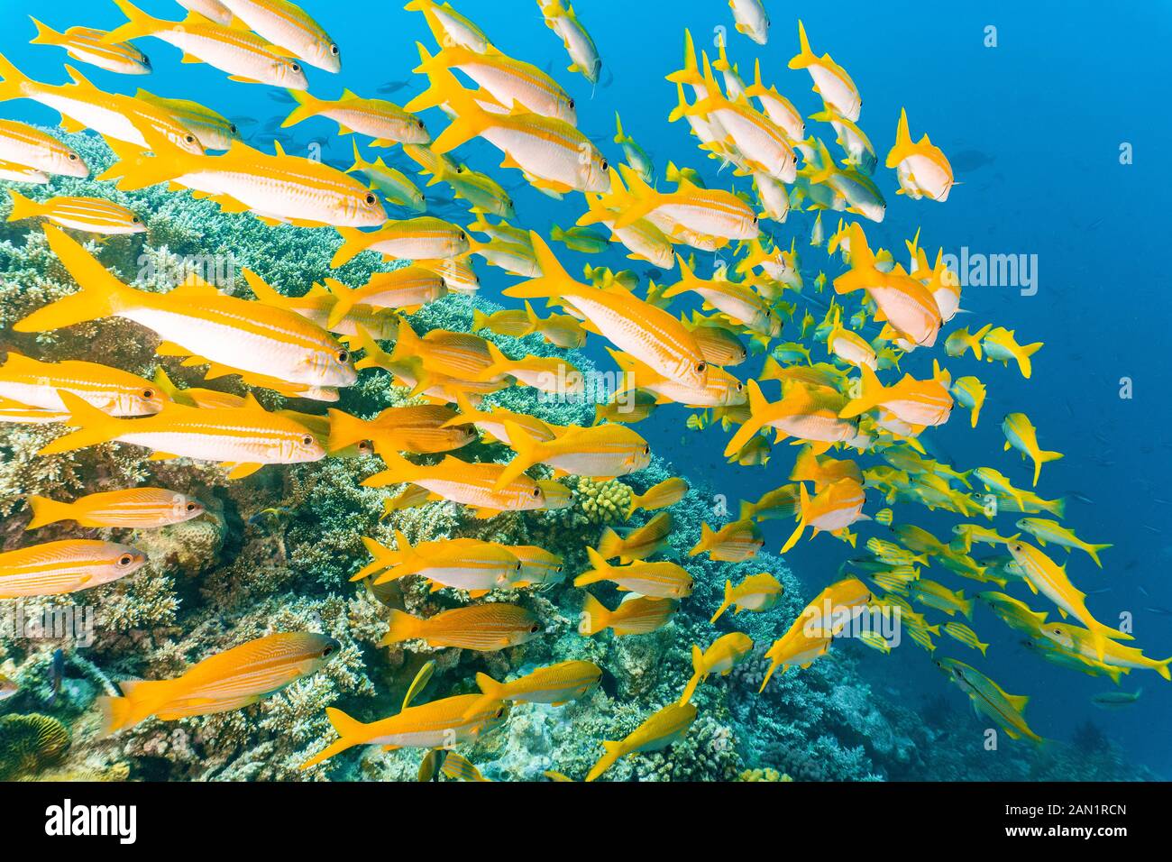 Great barrier reef fish hi-res stock photography and images - Alamy