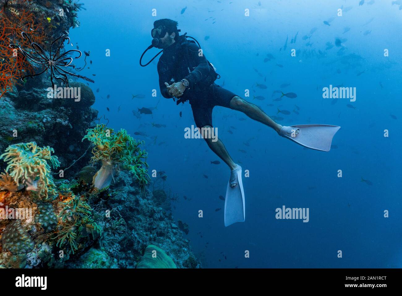 scuba diver exploring the great barrier reef in Australia Stock Photo ...