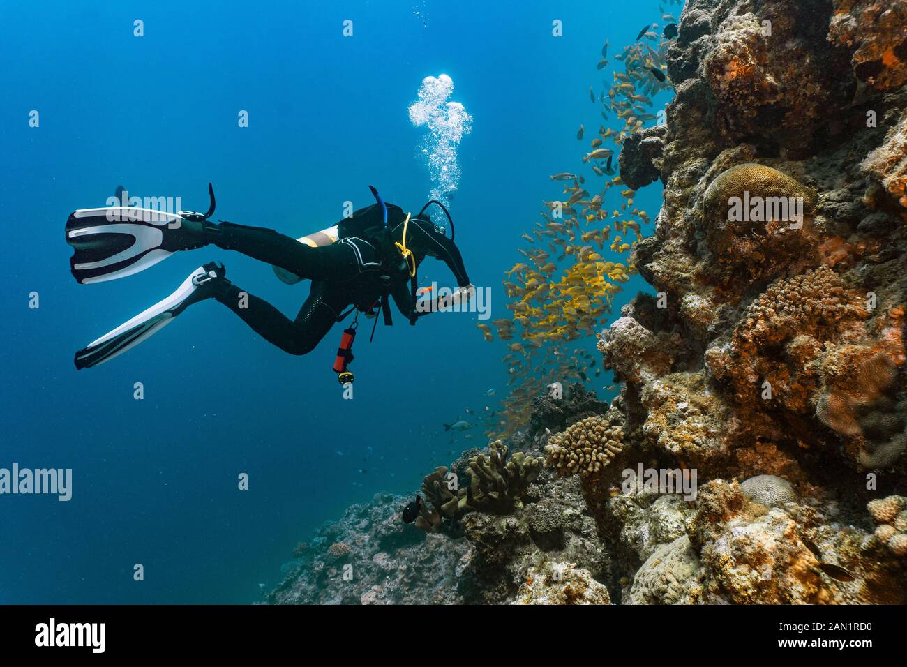 scuba diver exploring the great barrier reef in Australia Stock Photo ...