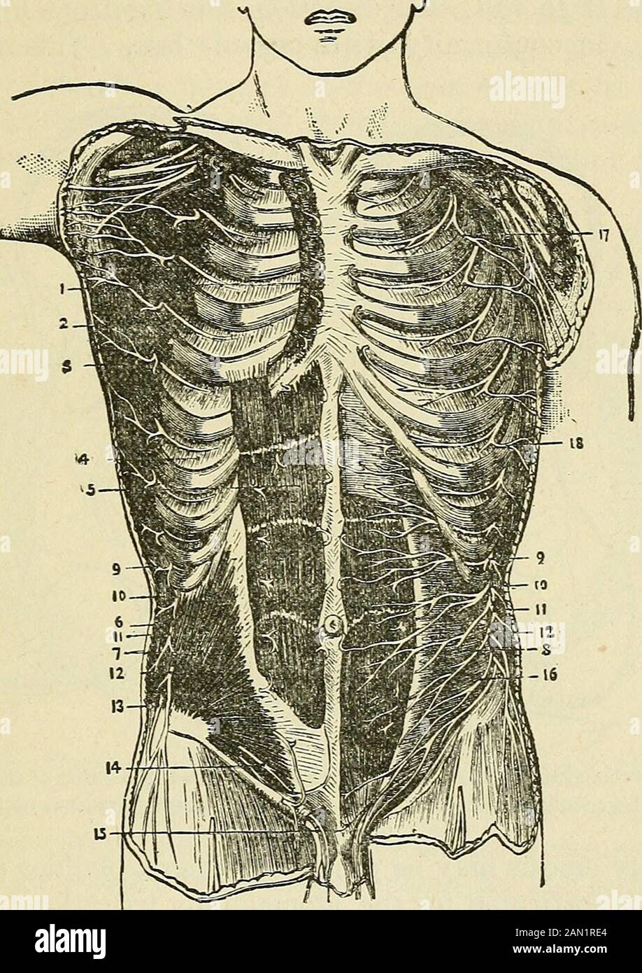 Pneumogastric hi-res stock photography and images - Alamy