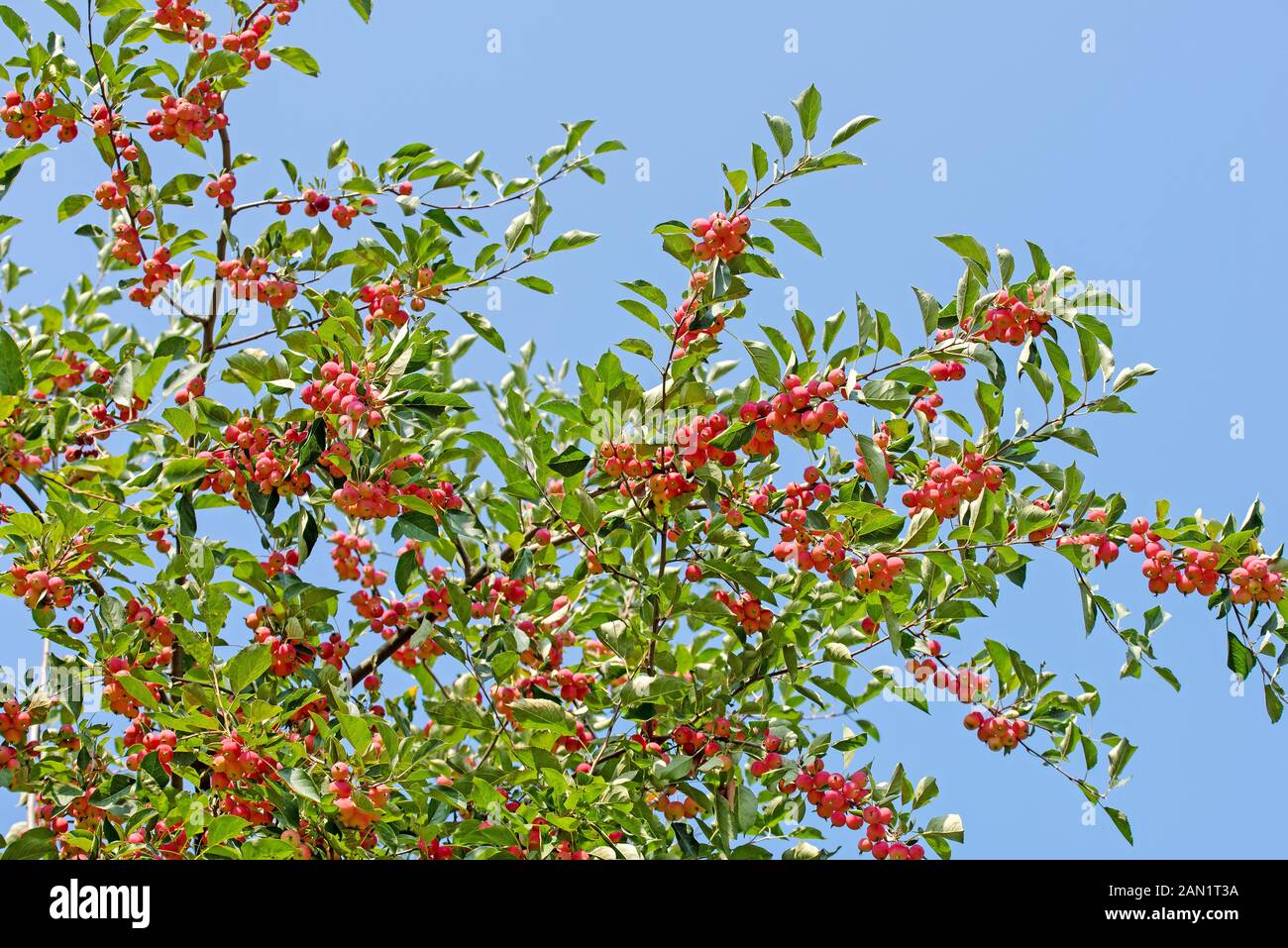 Ornamental apple tree, malus spec., with ripe fruit Stock Photo - Alamy