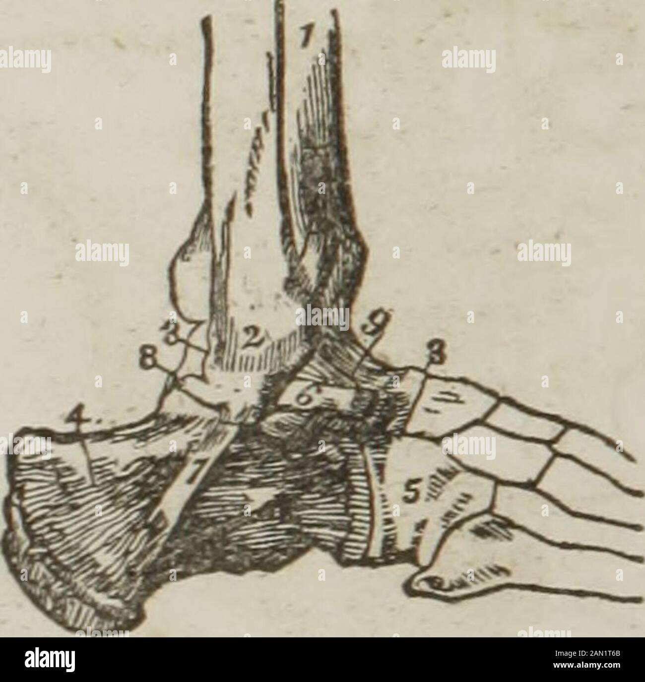 Anatomy and physiology : designed for academies and families . Fig. 4.5 ...