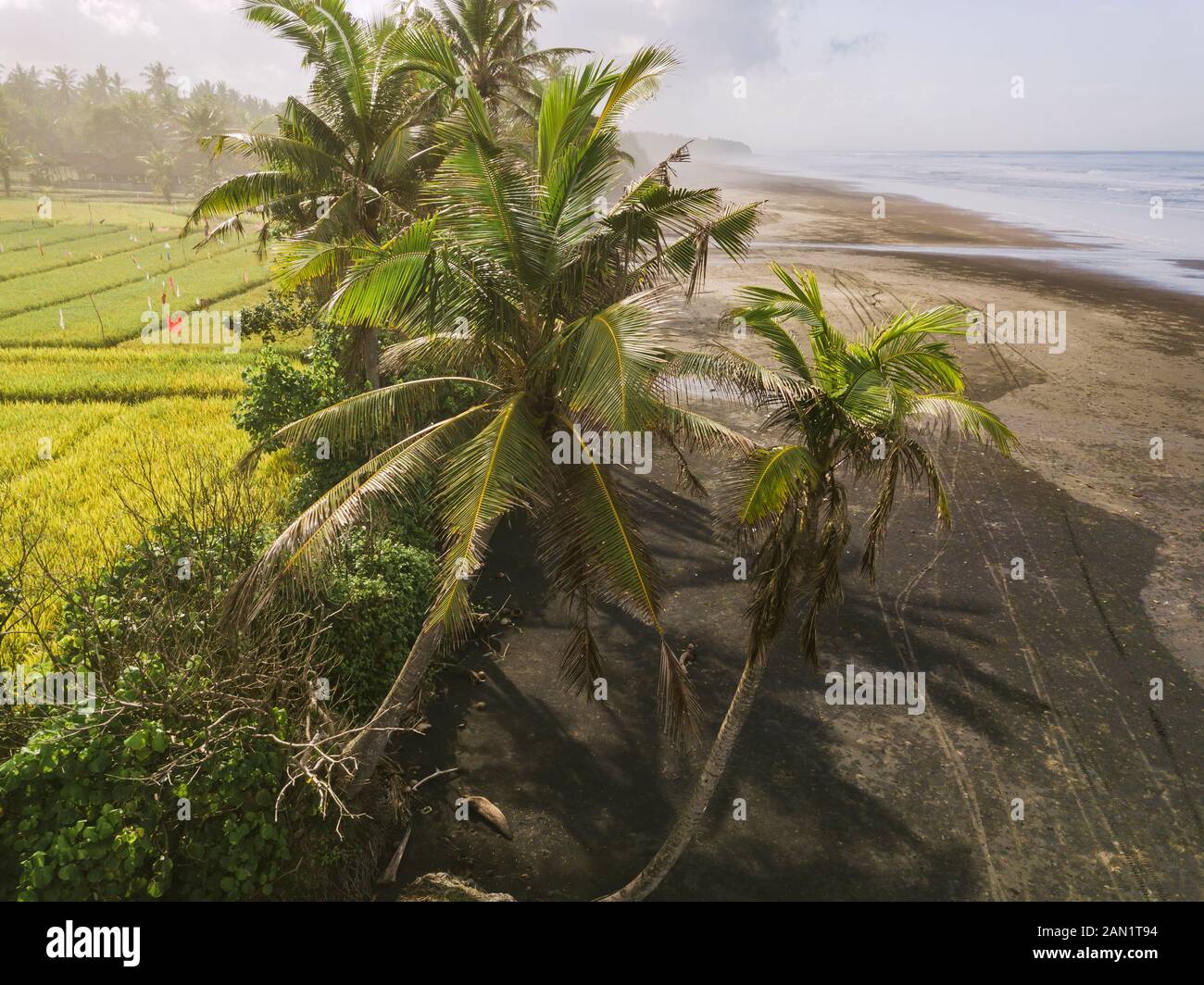 Aerial view of green palms Stock Photo - Alamy