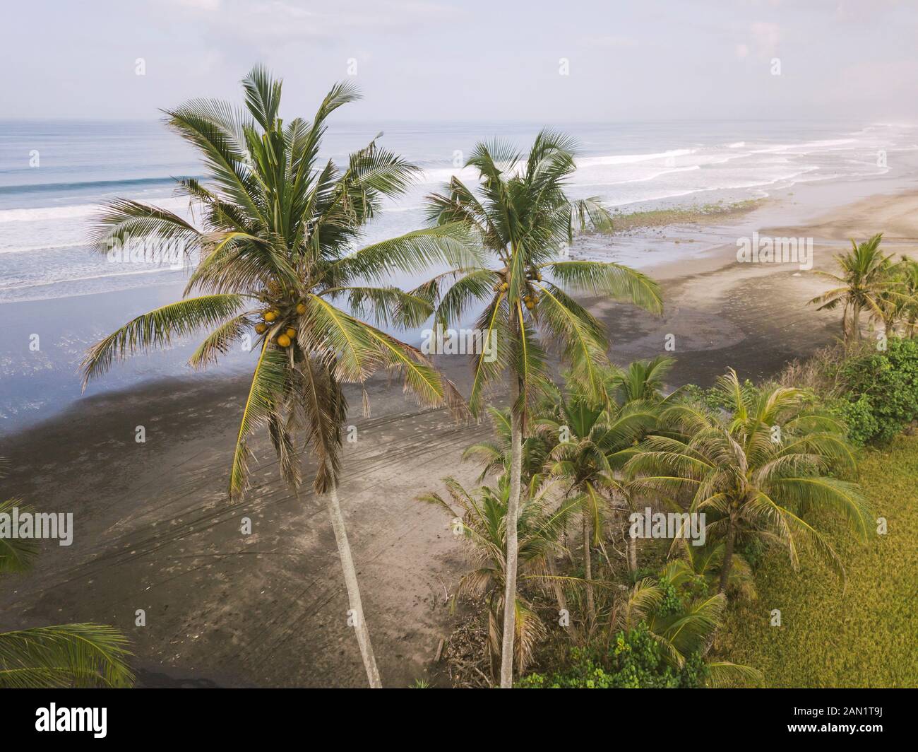 Aerial view of green palms Stock Photo - Alamy
