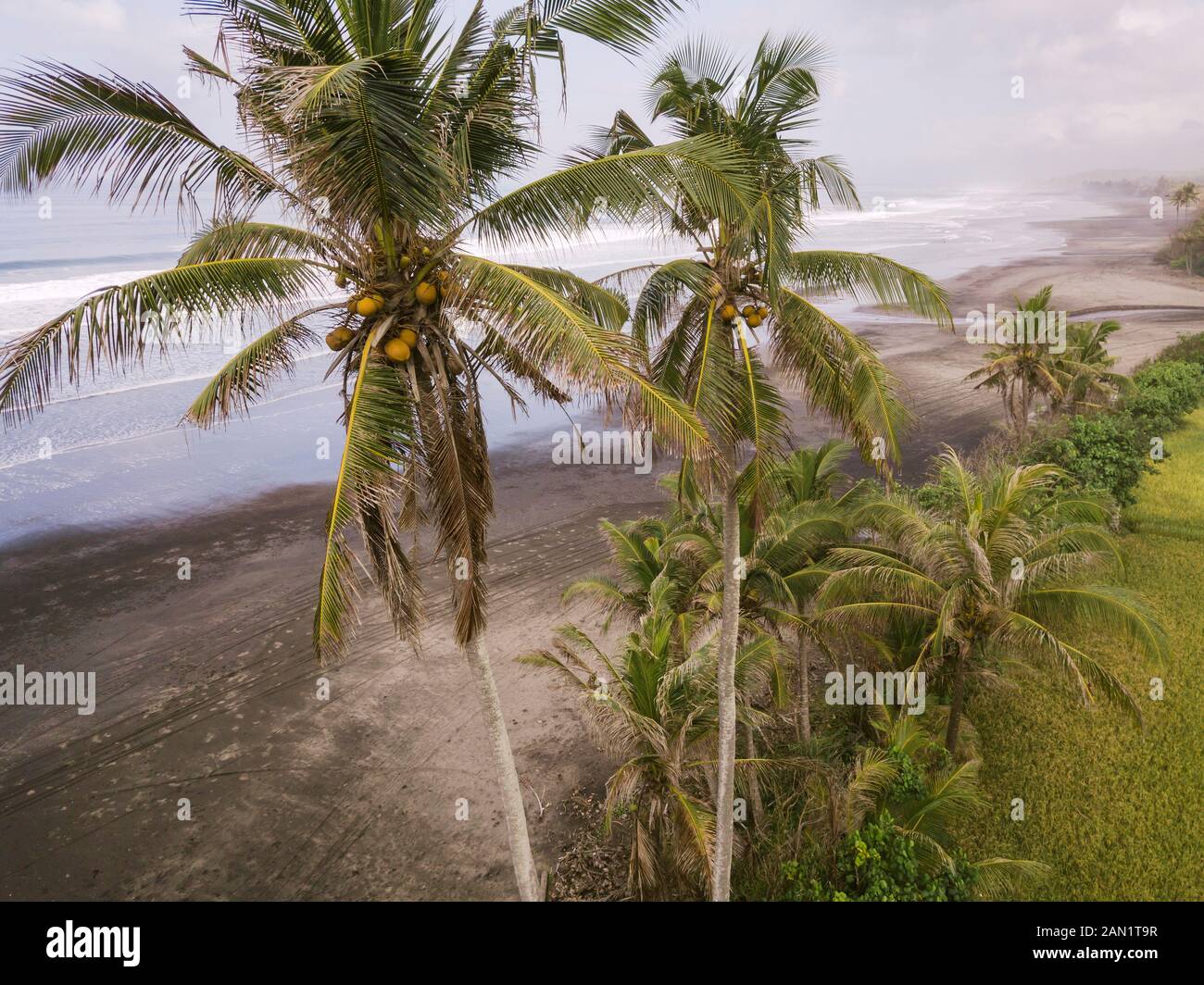 Aerial view of green palms Stock Photo - Alamy