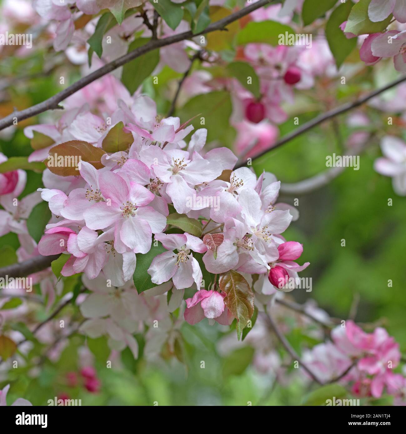 Ornamental apple tree hi-res stock photography and images - Alamy