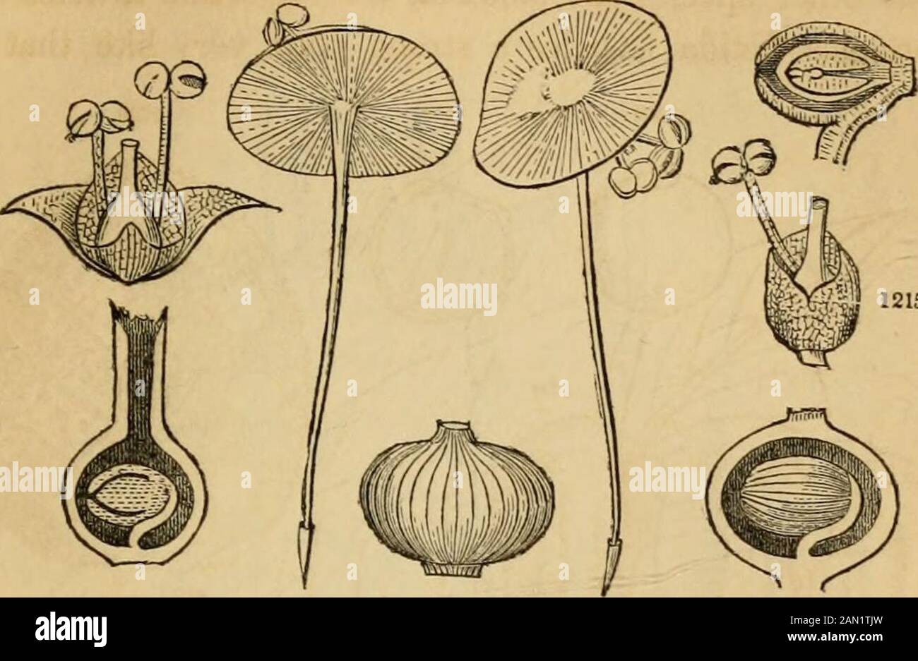 Sterile seed hi-res stock photography and images - Alamy